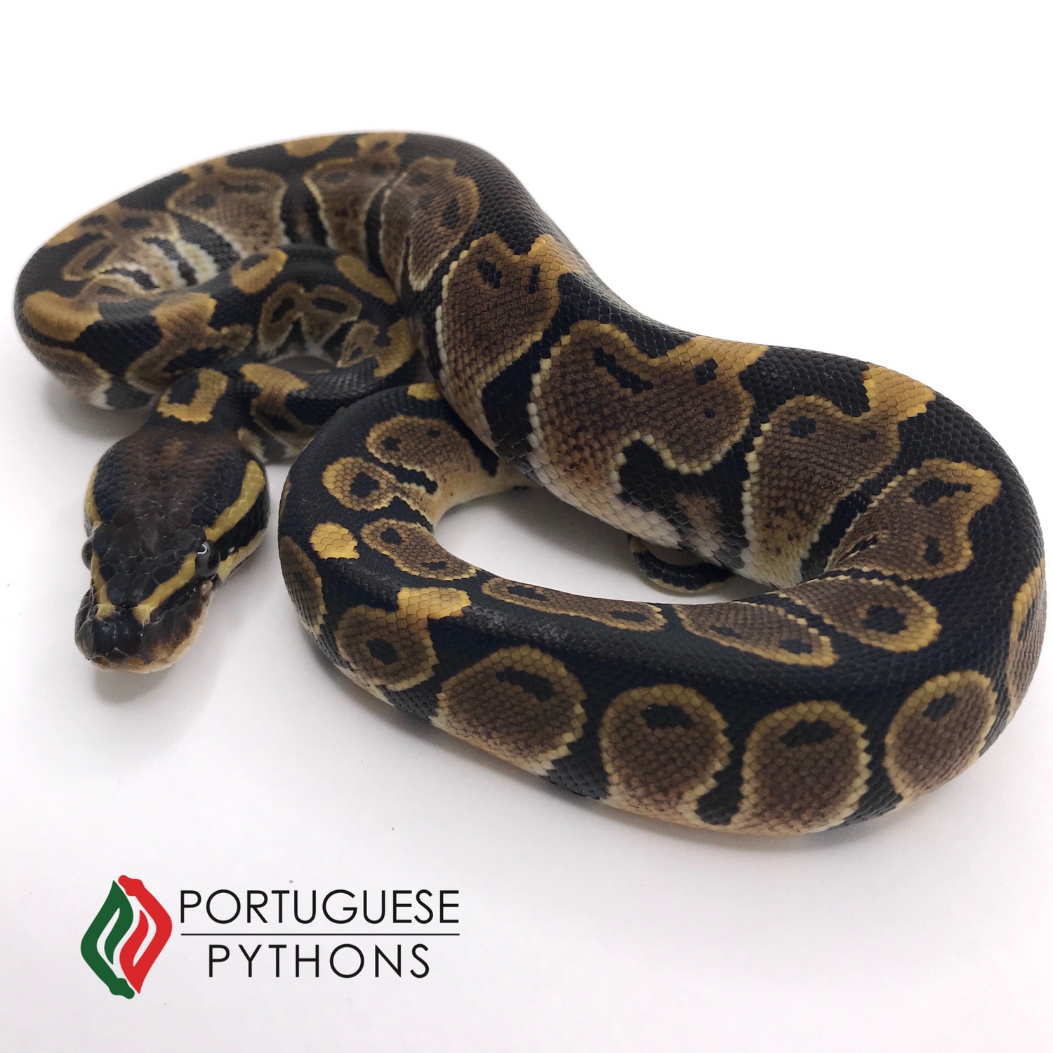 66% Het Pied Ball Python by Portuguese Pythons - MorphMarket