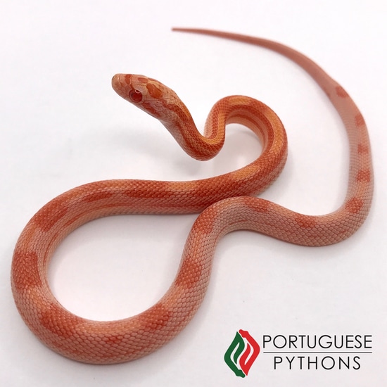 Amel Motley Het Caramel Corn Snake by Portuguese Pythons