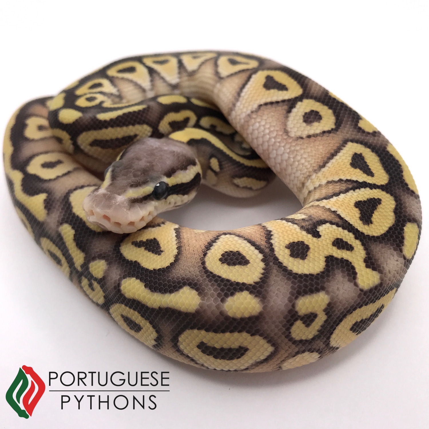 Super Pastel Mojave Ball Python by Portuguese Pythons - MorphMarket