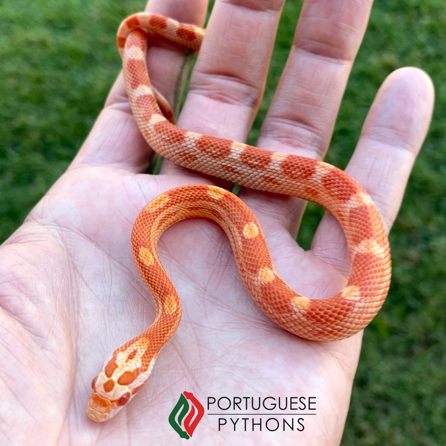Amel Het Caramel Corn Snake by Portuguese Pythons - MorphMarket
