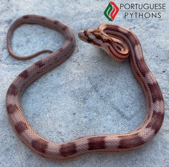 Stripe Het Amel Corn Snake by Portuguese Pythons