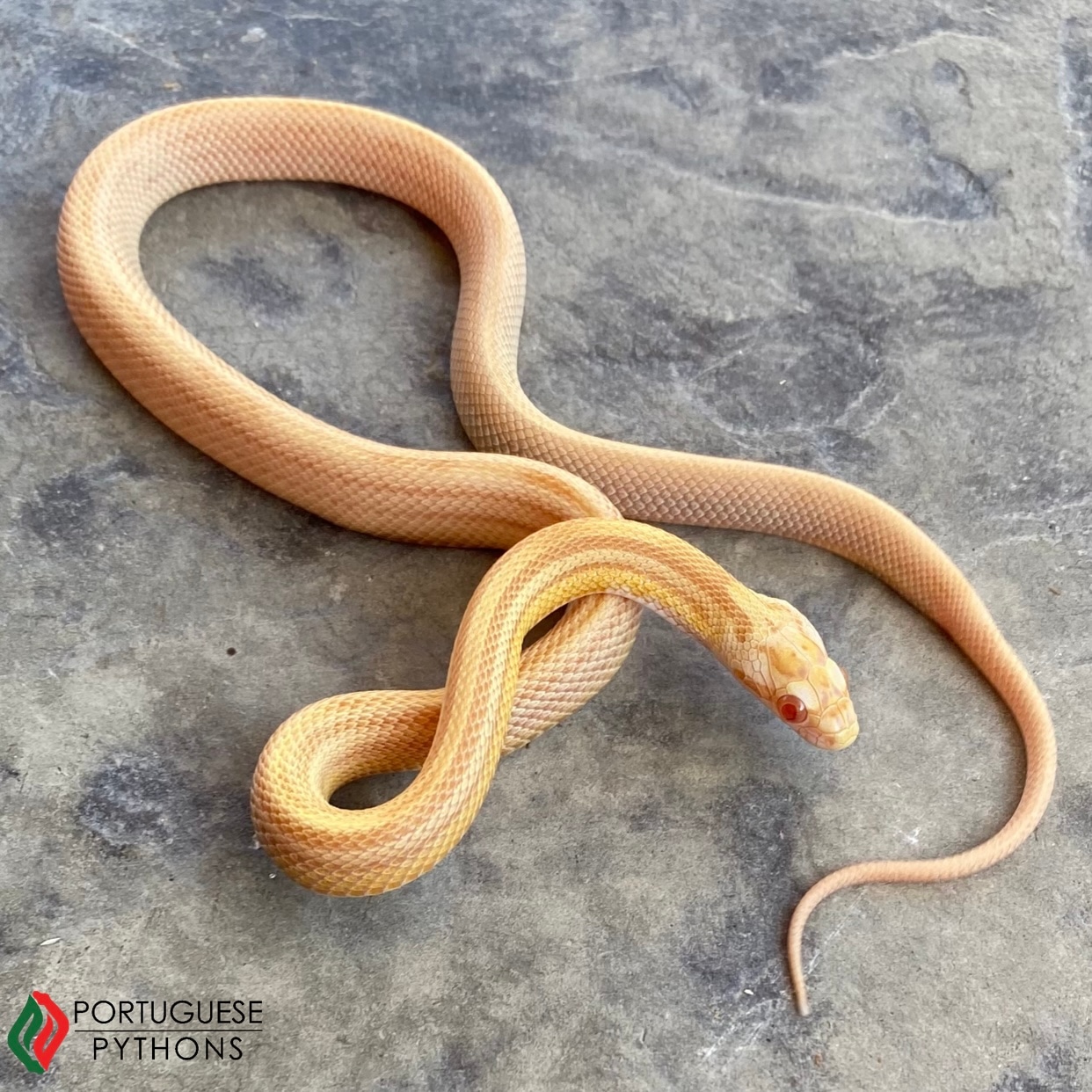 Butter Stripe Corn Snake by Portuguese Pythons - MorphMarket