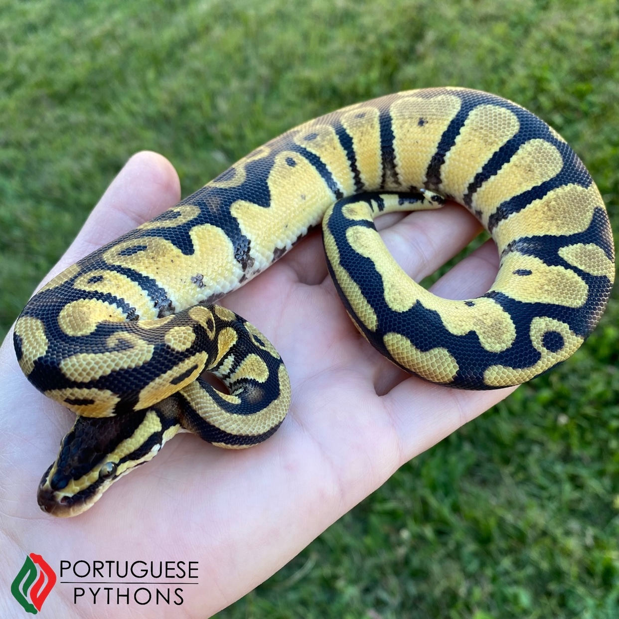 Pastel Het Pied Ball Python by Portuguese Pythons - MorphMarket