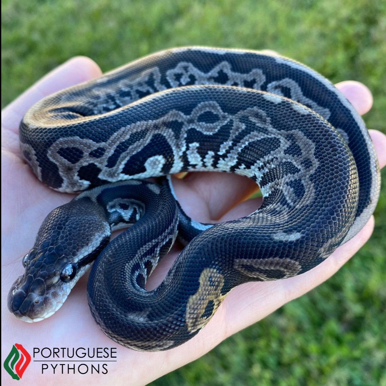 Cinnamon HRA Leopard Ball Python by Portuguese Pythons - MorphMarket