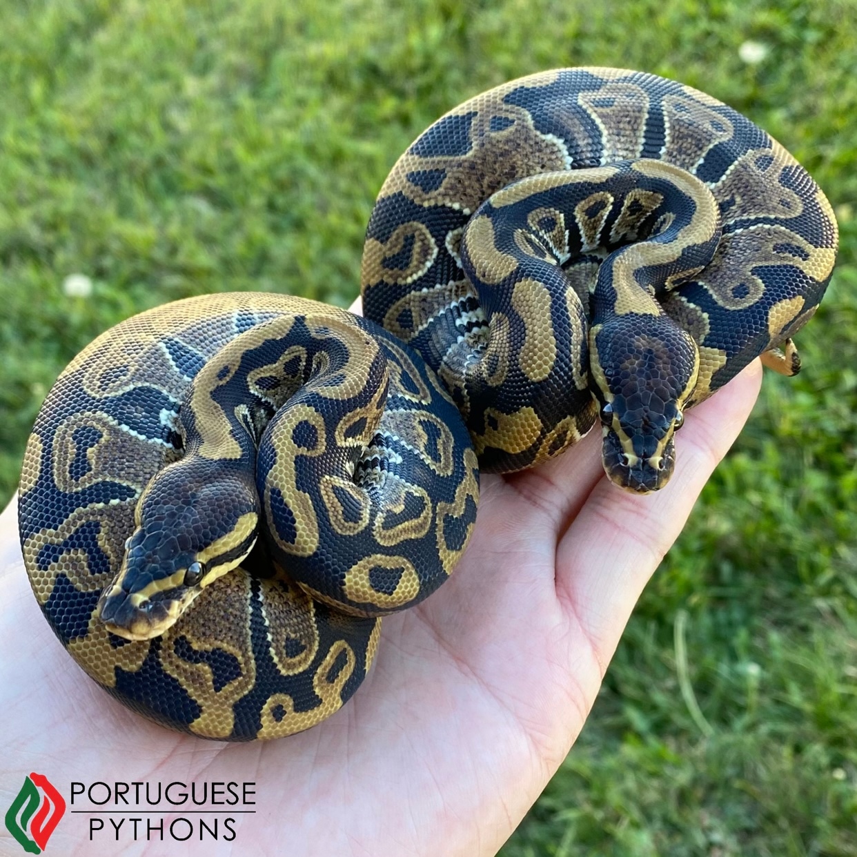 PAIR 100% Het Pied 100% Het Ultramel Ball Python by Portuguese Pythons ...