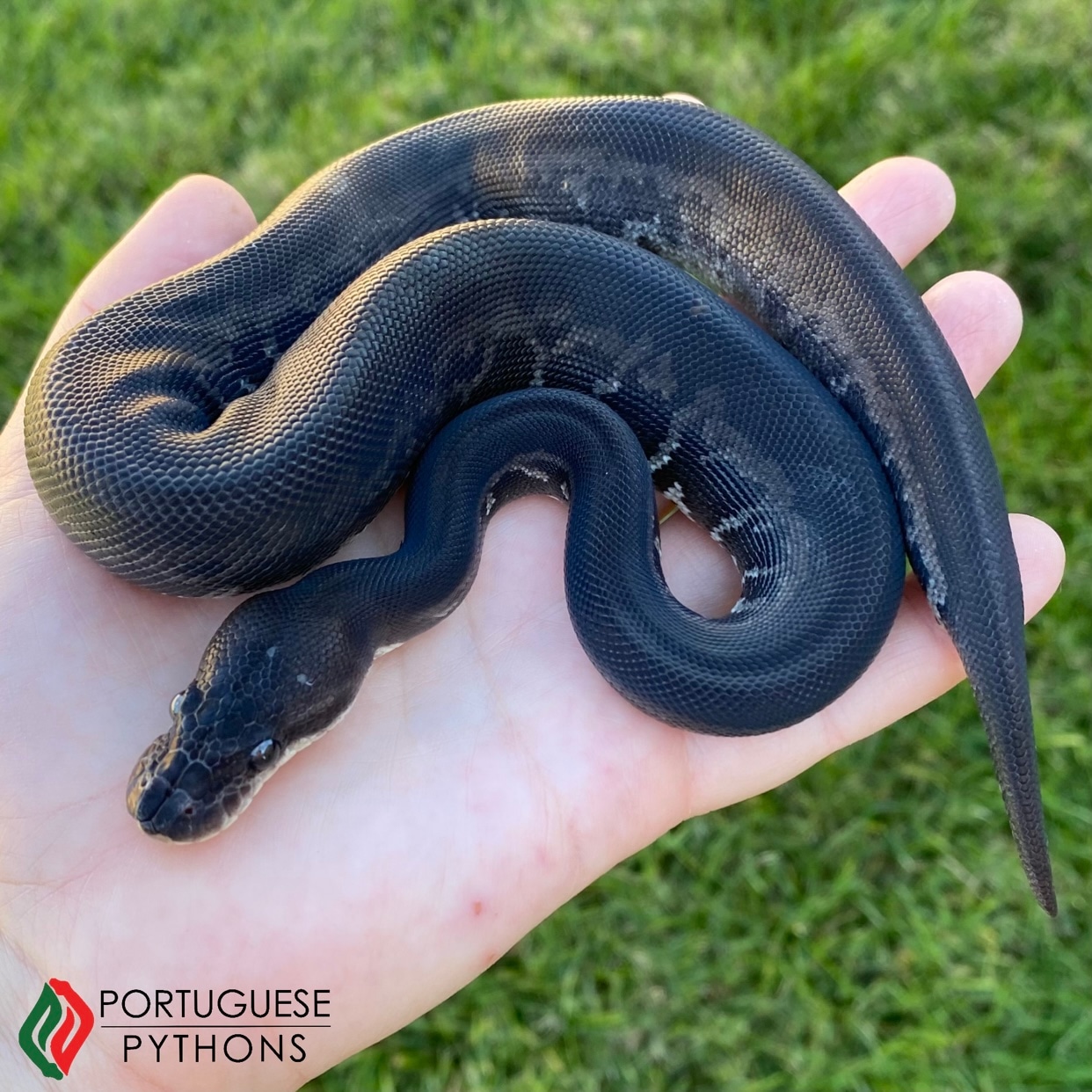 Black Head Cinnamon HRA Pos. Leopard Ball Python by Portuguese Pythons ...