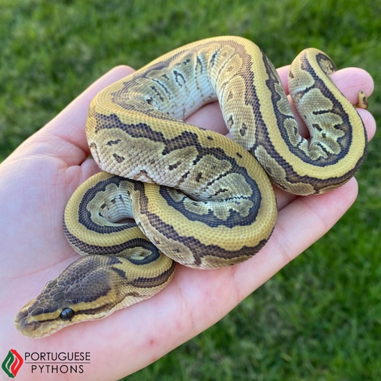 Mojave Pinstripe Ball Python by Portuguese Pythons