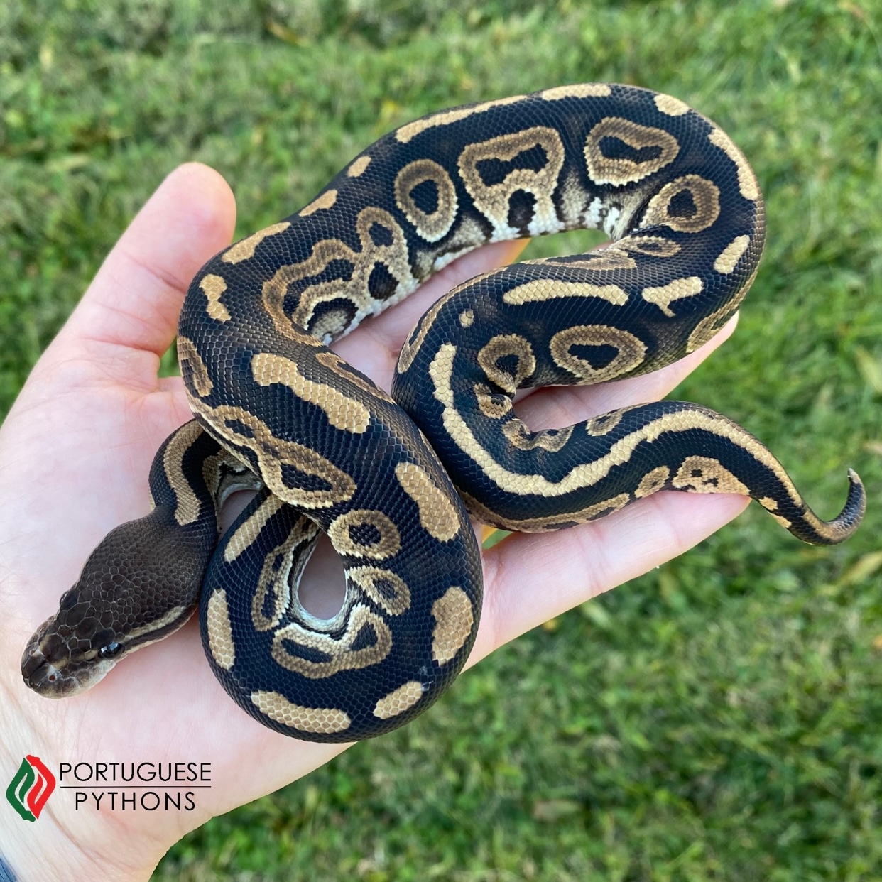 Cinnamon Mojave Ball Python by Portuguese Pythons - MorphMarket