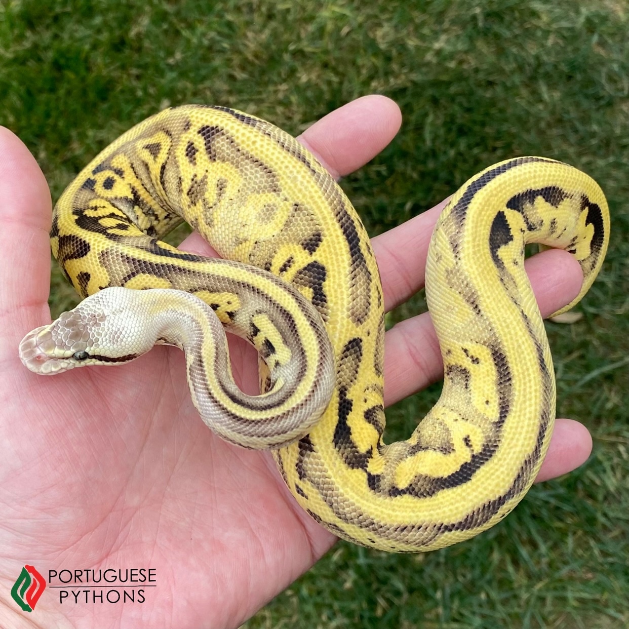 Firefly Leopard Het Clown Ball Python by Portuguese Pythons - MorphMarket