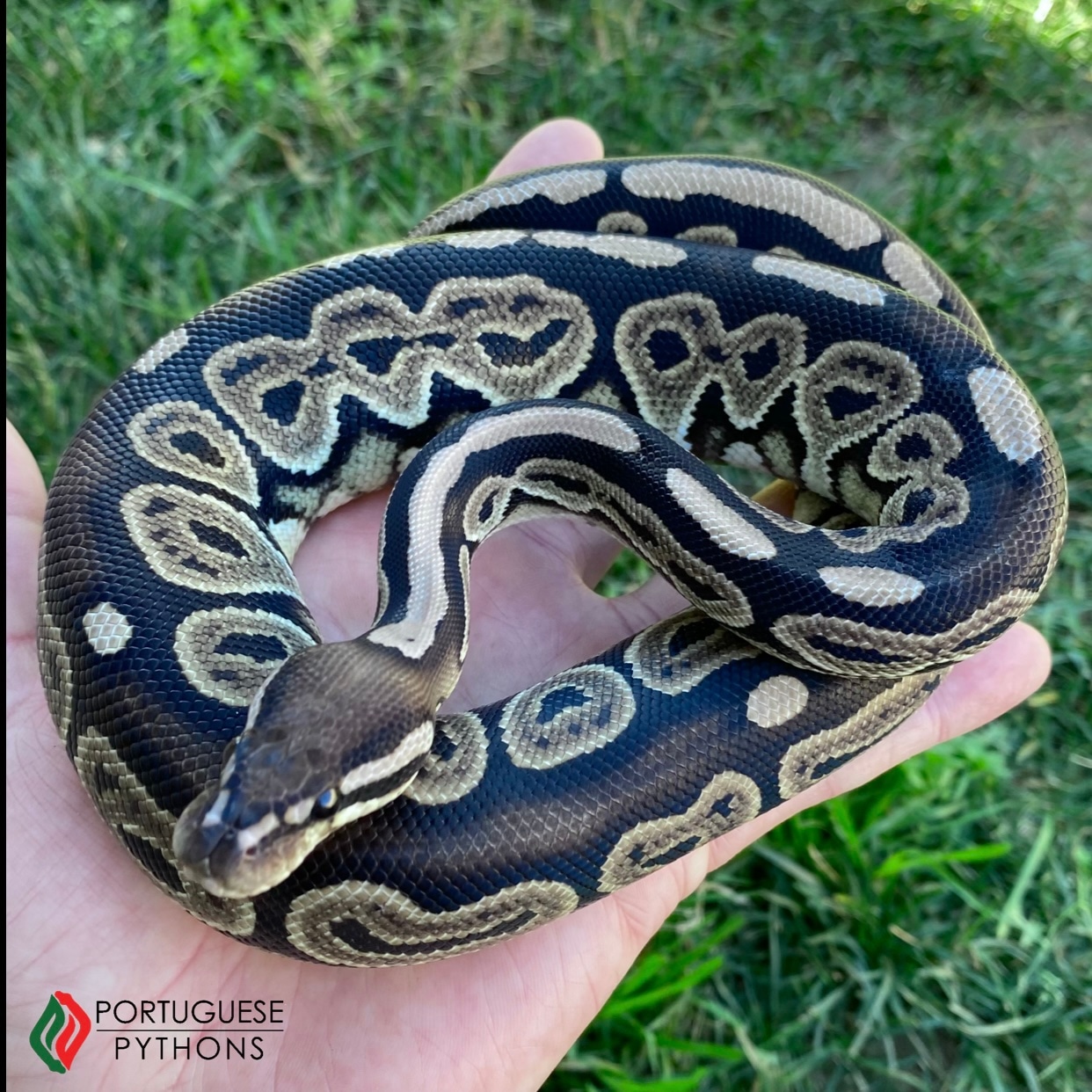 Black Pastel VPI Axanthic Ball Python by Portuguese Pythons - MorphMarket