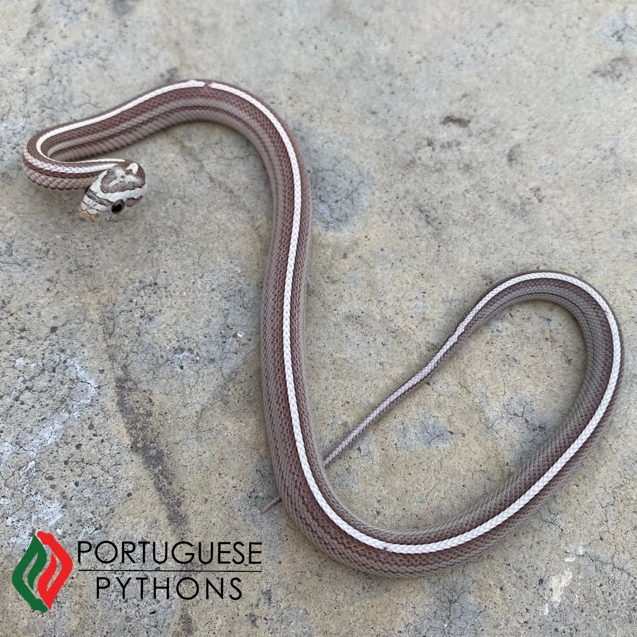 Ghost Tessera Motley Het Amel Corn Snake by Portuguese Pythons ...