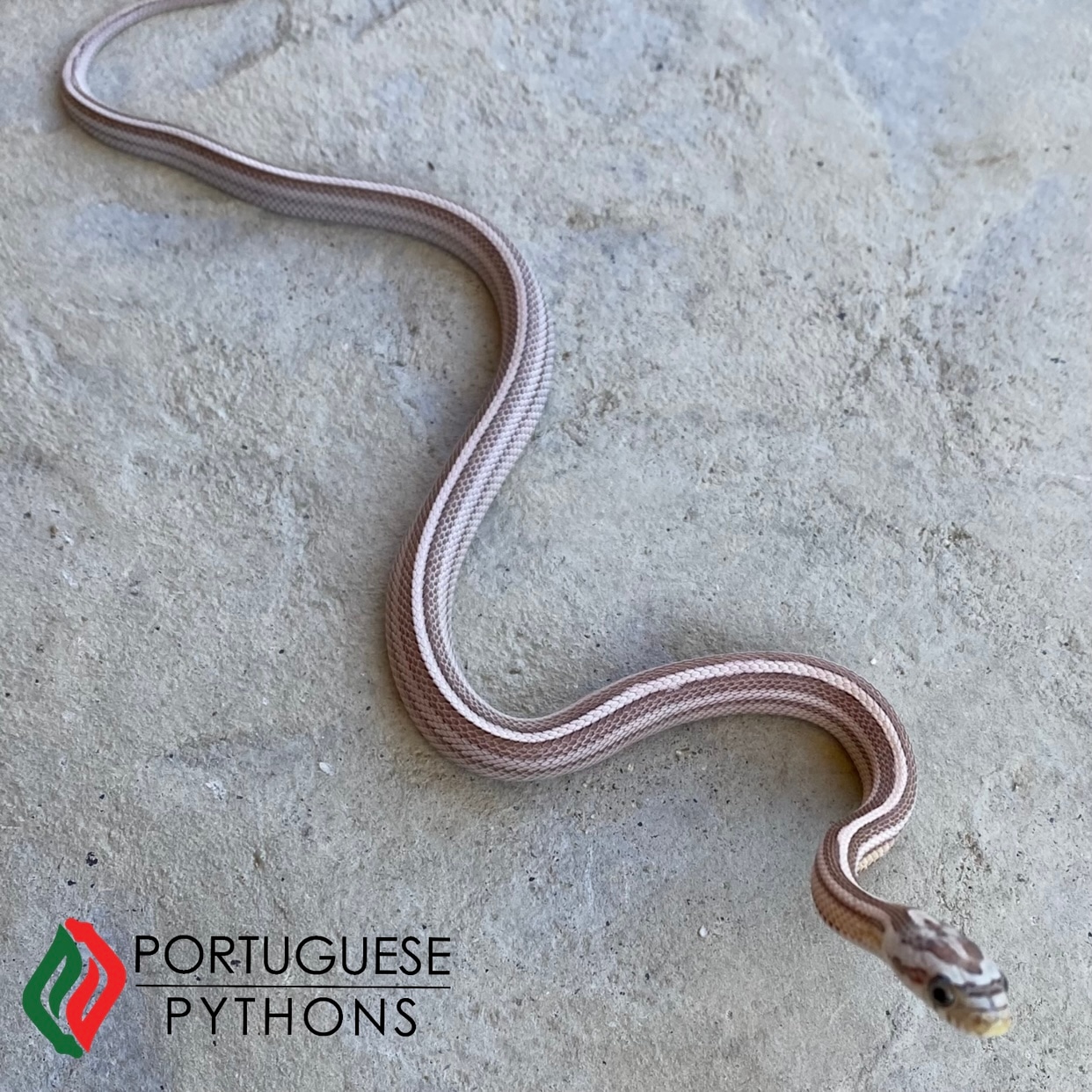 Ghost Tessera Motley Het Amel Corn Snake by Portuguese Pythons ...