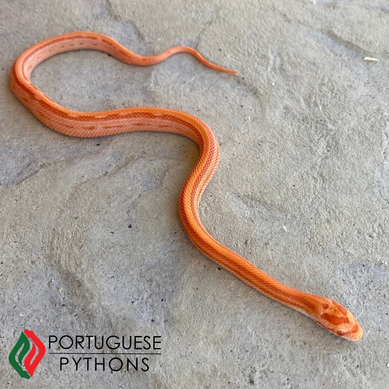 Amel Stripe Corn Snake by Portuguese Pythons - MorphMarket