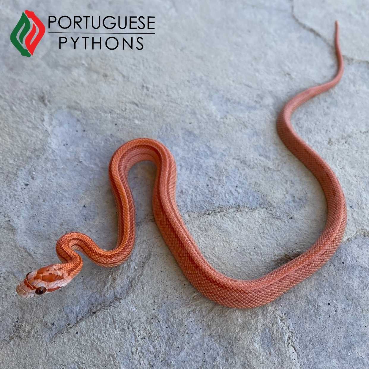 Stripe Het Amel Corn Snake by Portuguese Pythons - MorphMarket