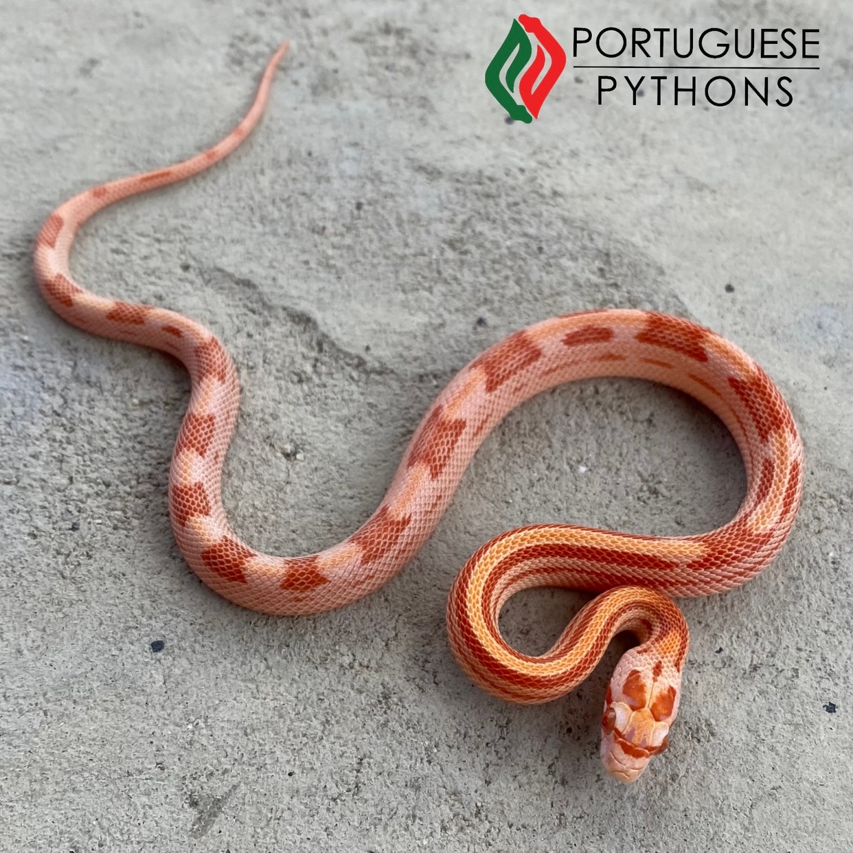 Amel Stripe Corn Snake by Portuguese Pythons - MorphMarket