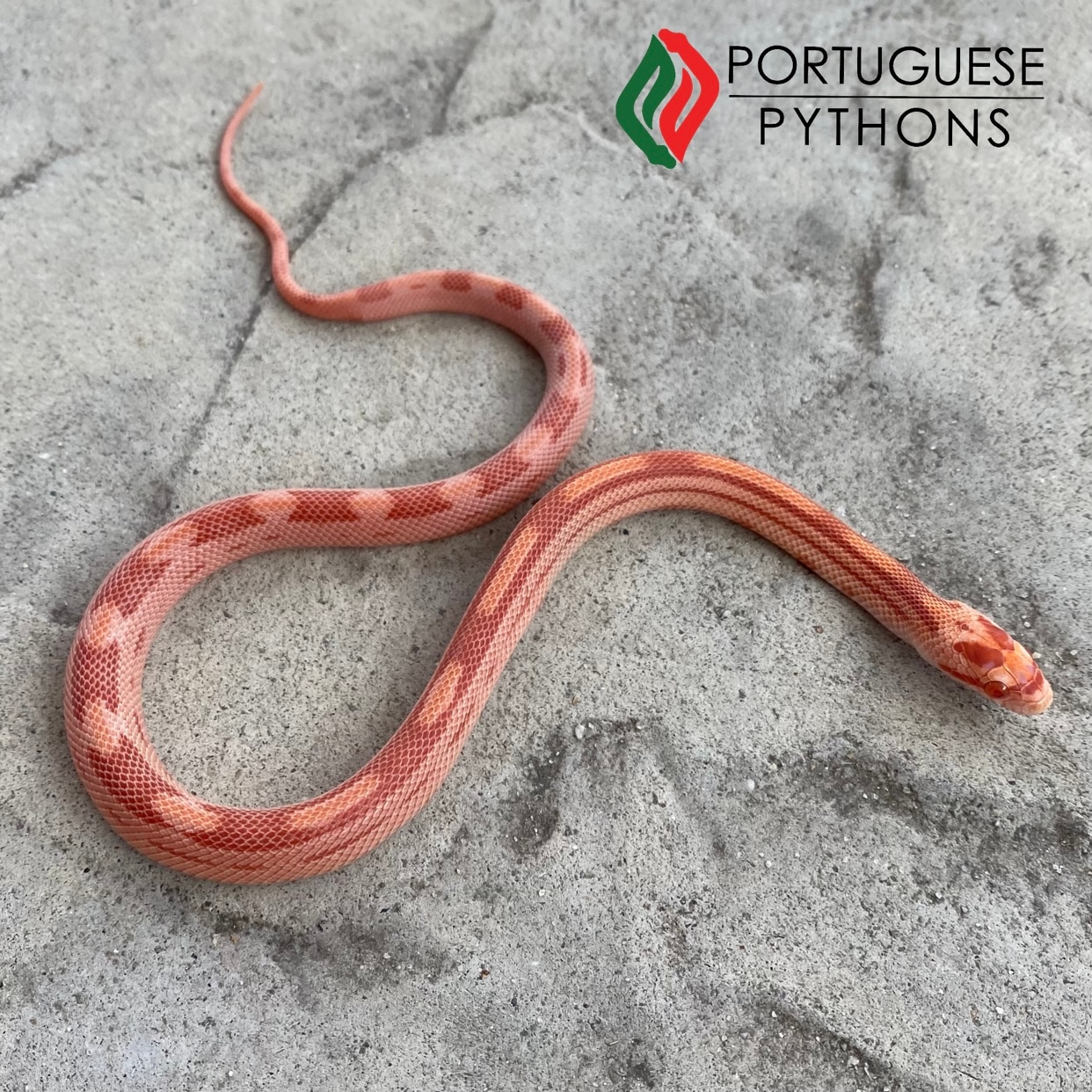 Amel Stripe Corn Snake by Portuguese Pythons - MorphMarket