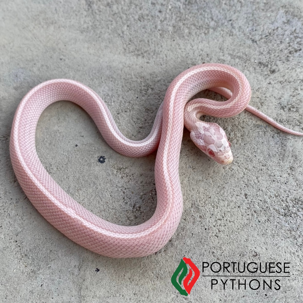 Snow Pinstripe Motley Corn Snake by Portuguese Pythons - MorphMarket