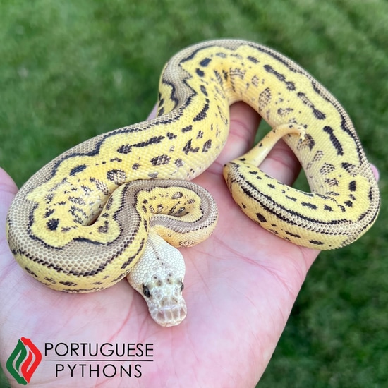 Firefly Leopard Clown Ball Python by Portuguese Pythons