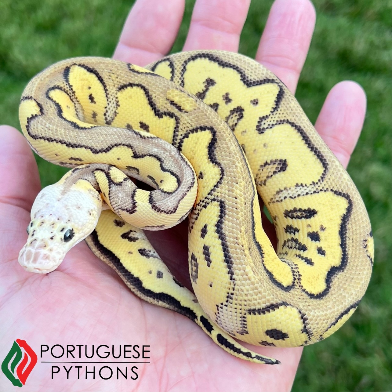 Firefly Clown Ball Python by Portuguese Pythons - MorphMarket