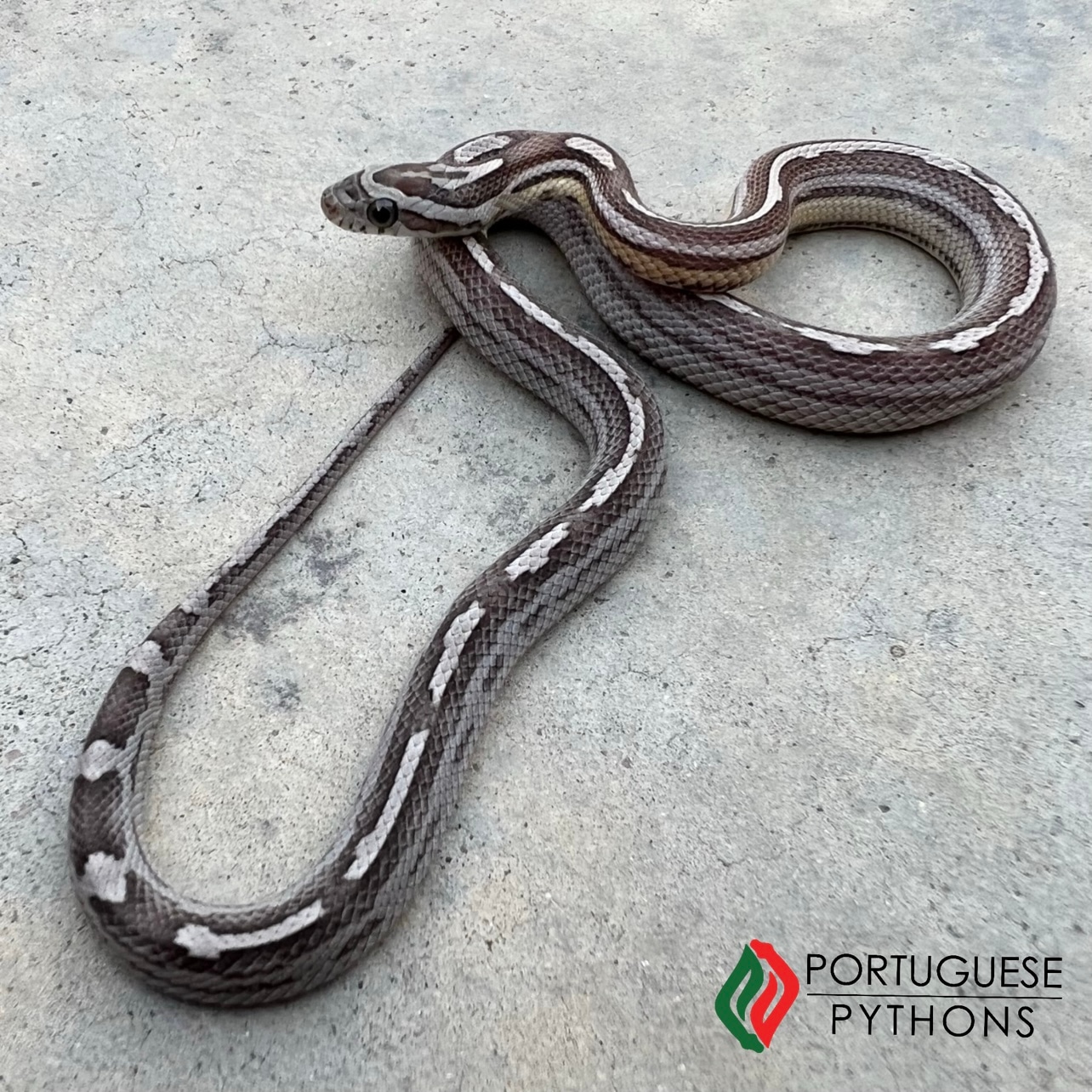 Anery Pinstripe Motley Corn Snake by Portuguese Pythons - MorphMarket