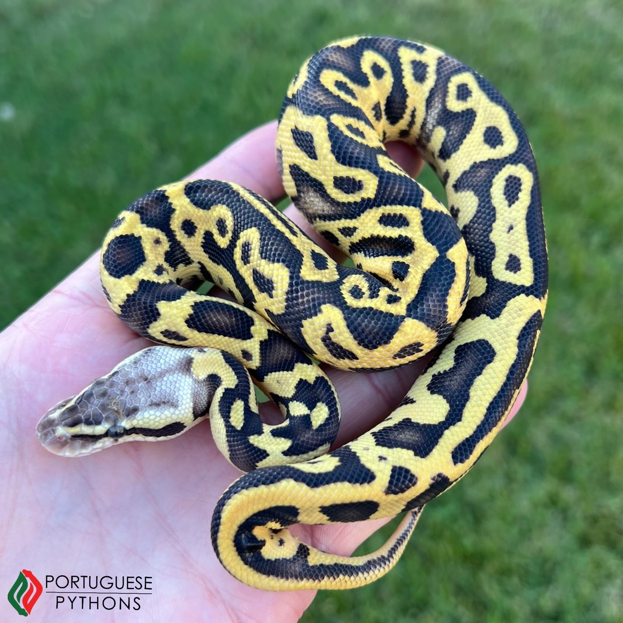 Firefly Leopard Het Clown Ball Python by Portuguese Pythons - MorphMarket