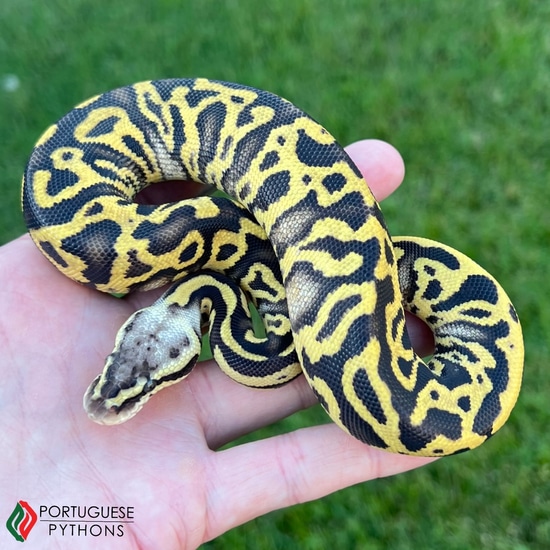 Firefly Leopard Het Clown Ball Python by Portuguese Pythons
