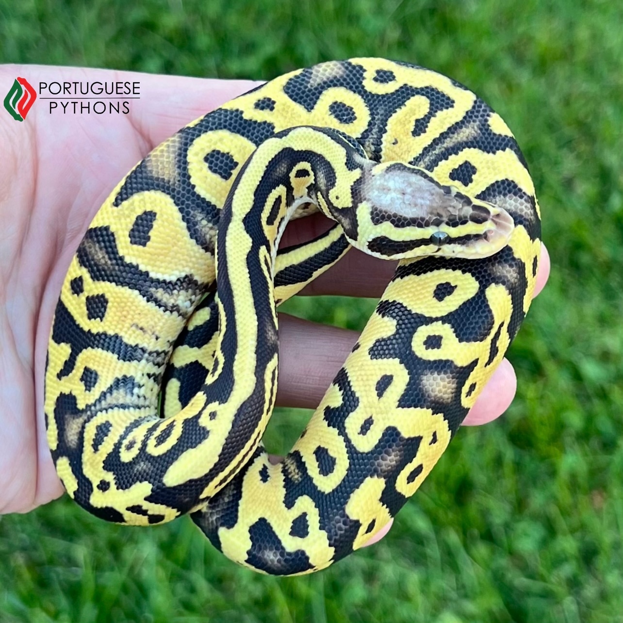 Firefly Het Clown Ball Python by Portuguese Pythons - MorphMarket