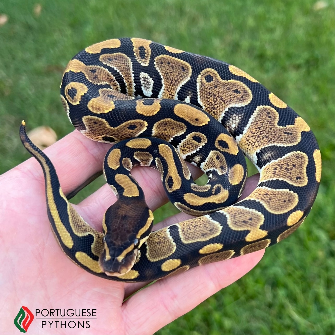 DH Ultramel Pied Ball Python by Portuguese Pythons - MorphMarket