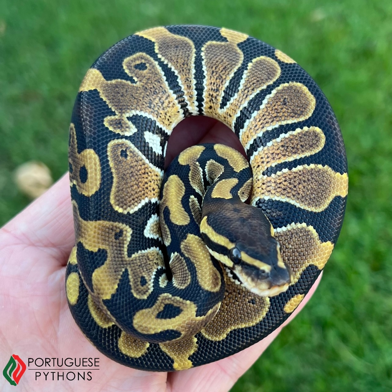 DH Ultramel Pied Ball Python by Portuguese Pythons - MorphMarket