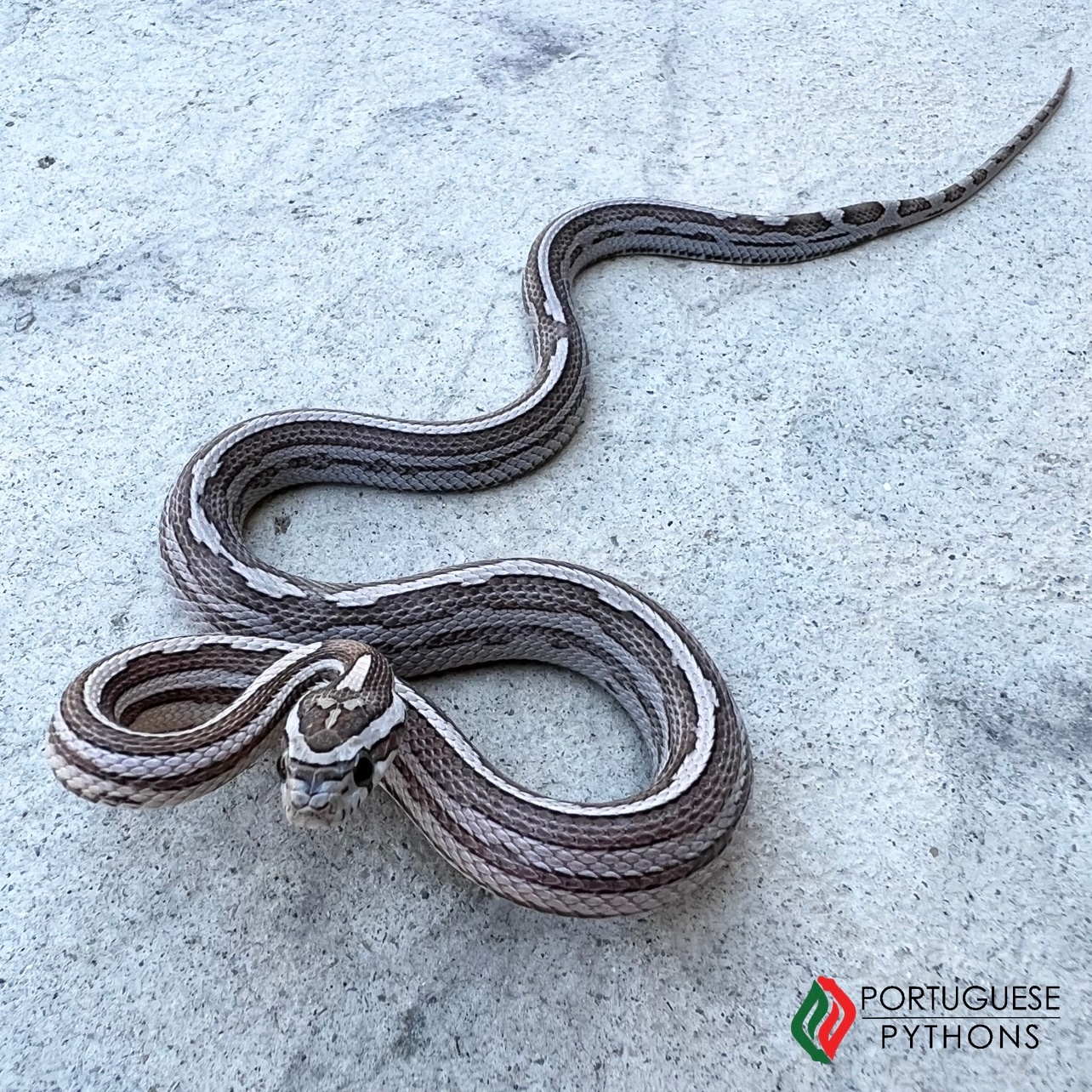 Anery Pinstripe Motley Corn Snake by Portuguese Pythons - MorphMarket