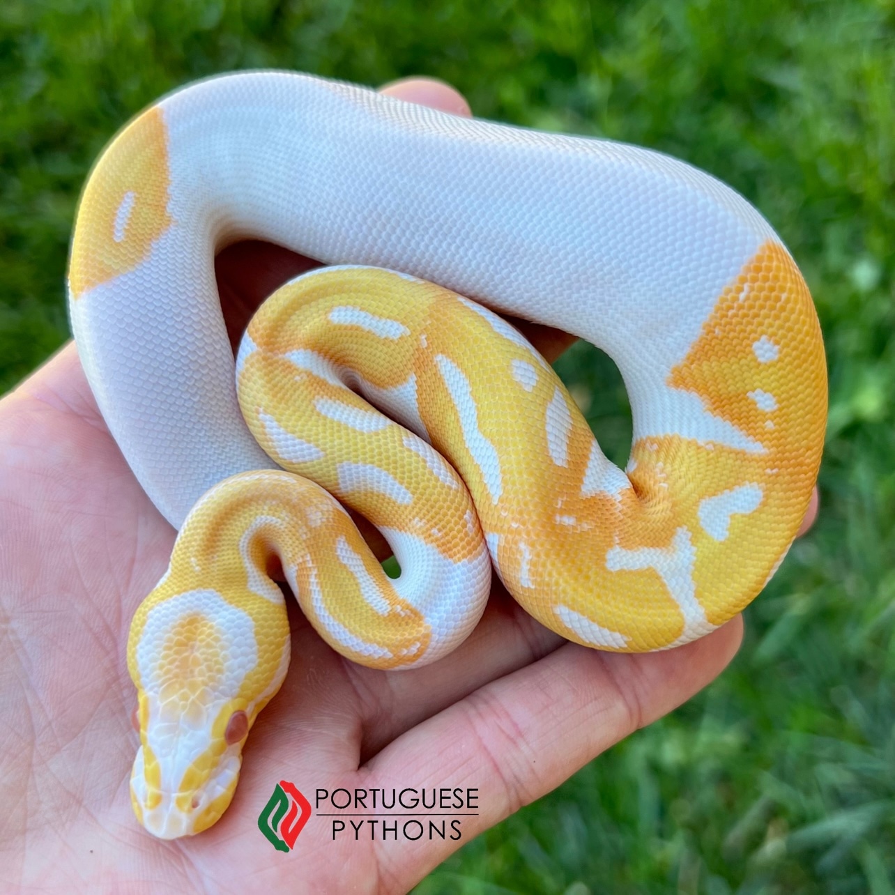 Albino Pied Ball Python by Portuguese Pythons - MorphMarket