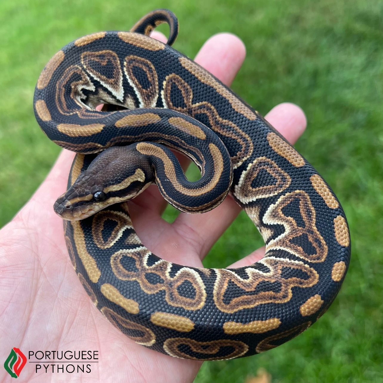 Black Pastel Het Clown Ball Python by Portuguese Pythons - MorphMarket