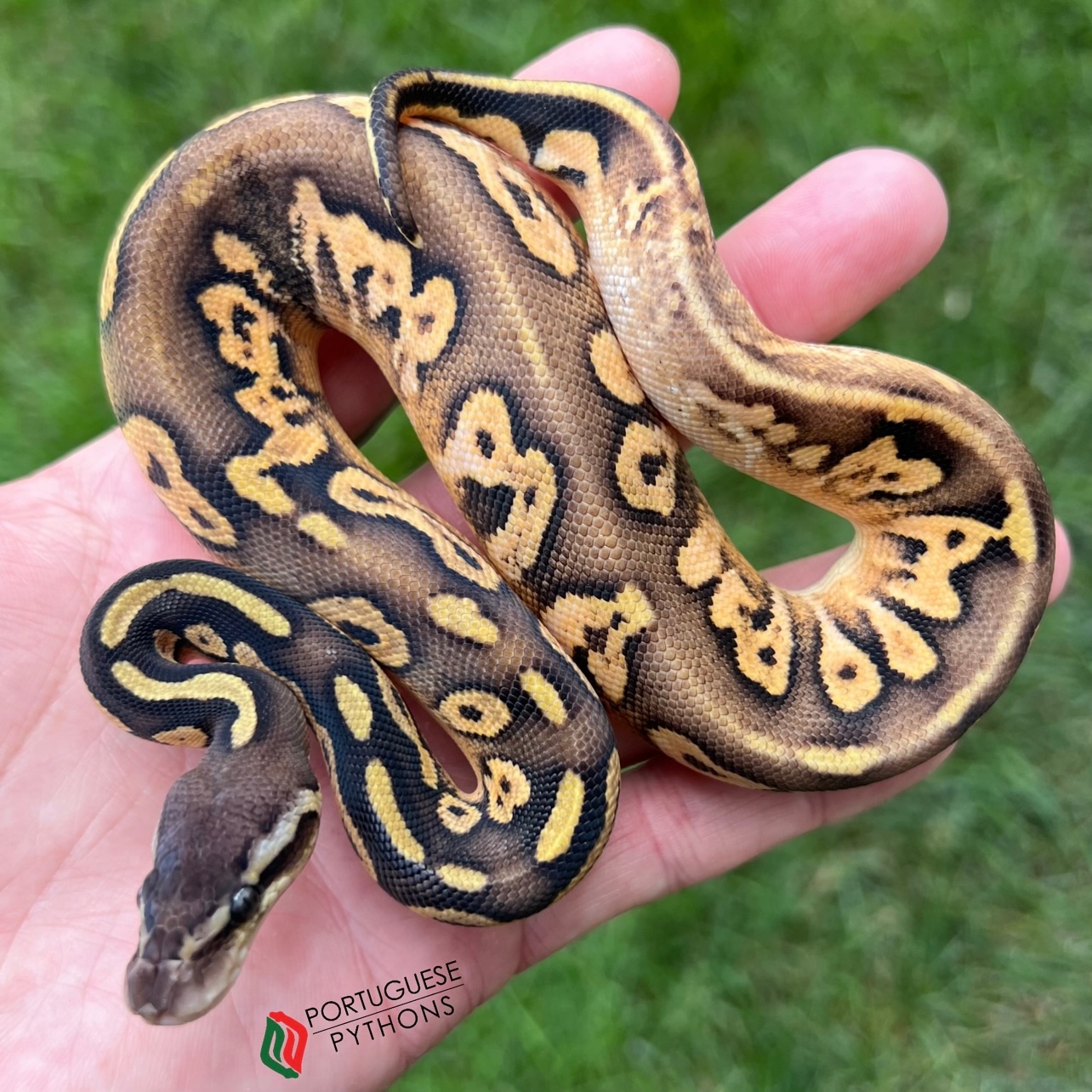 Pastel Black Head Yellowbelly Calico PH Hypo Ball Python by Portuguese ...