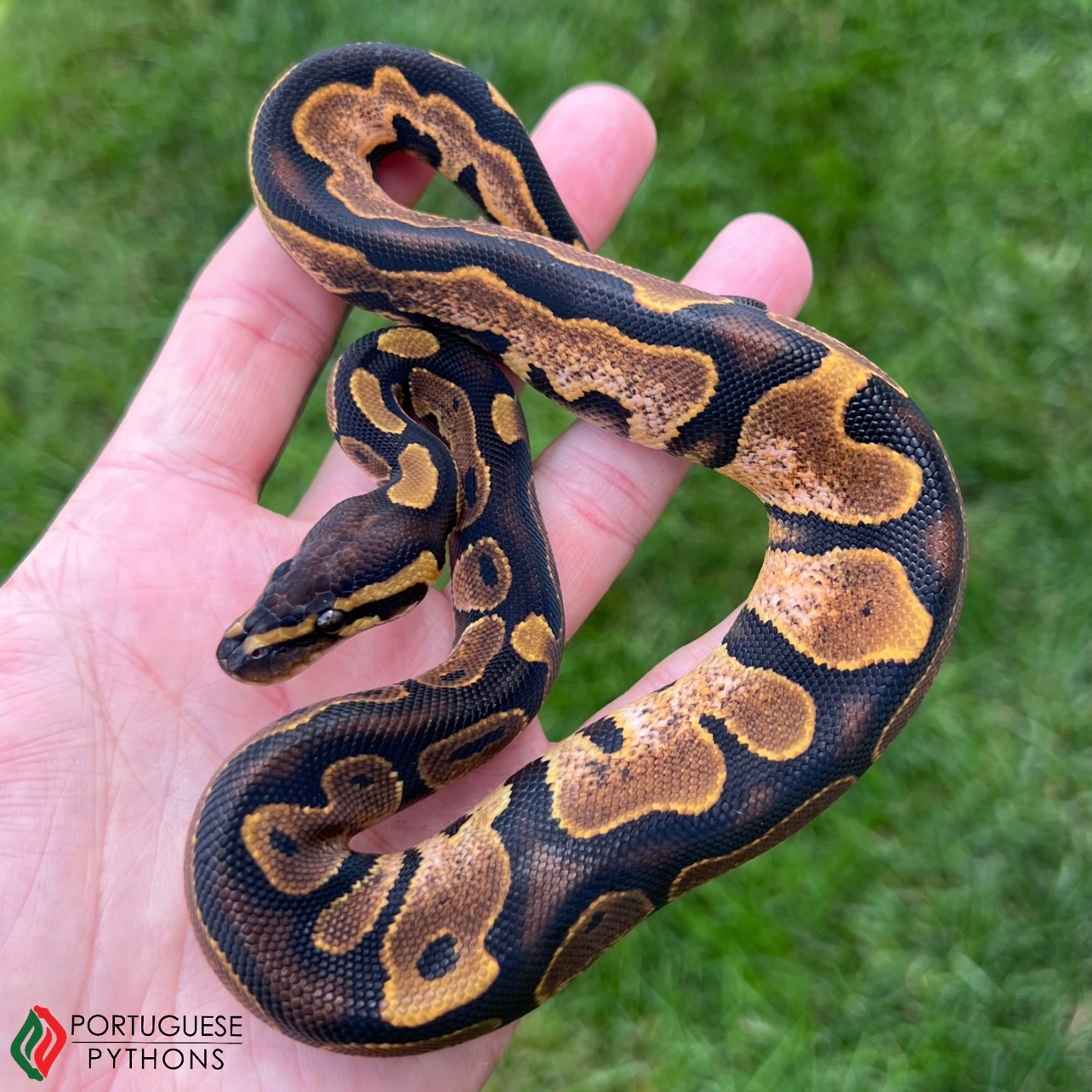 Calico Pos Yellowbelly PH Hypo Ball Python by Portuguese Pythons ...
