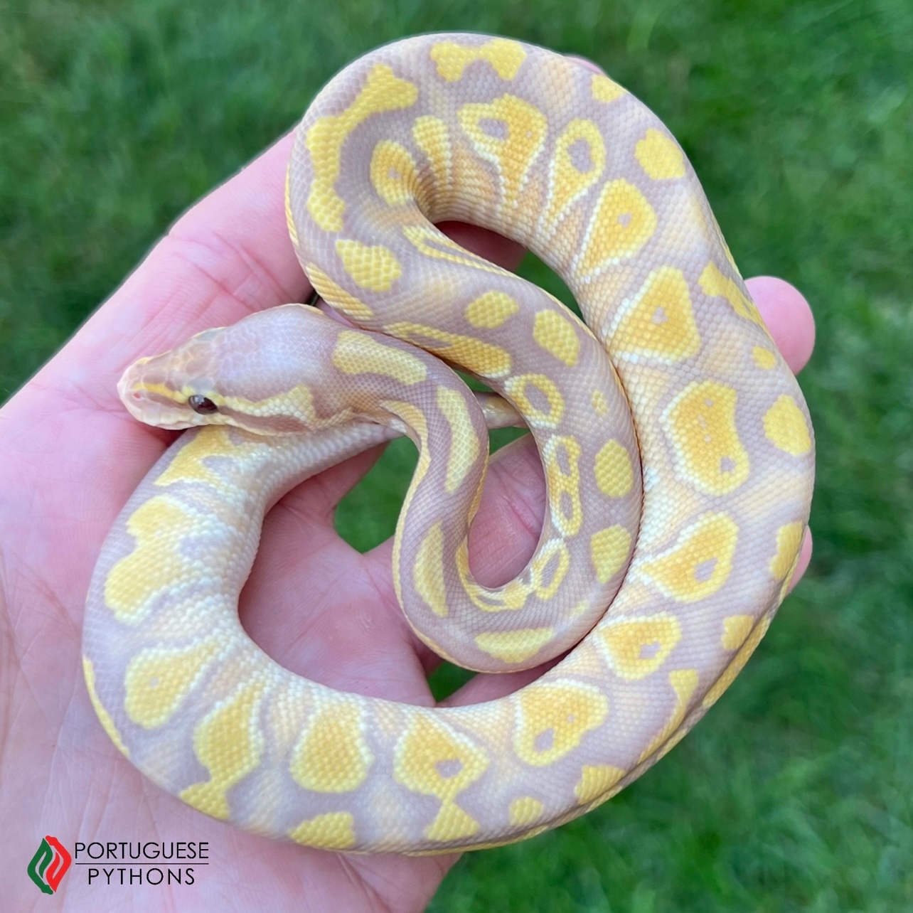 Lesser Ultramel Ball Python by Portuguese Pythons - MorphMarket