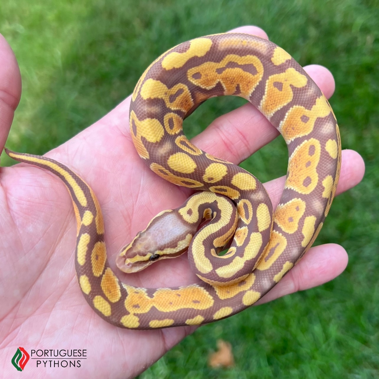 Pastel Ultramel Ball Python by Portuguese Pythons - MorphMarket