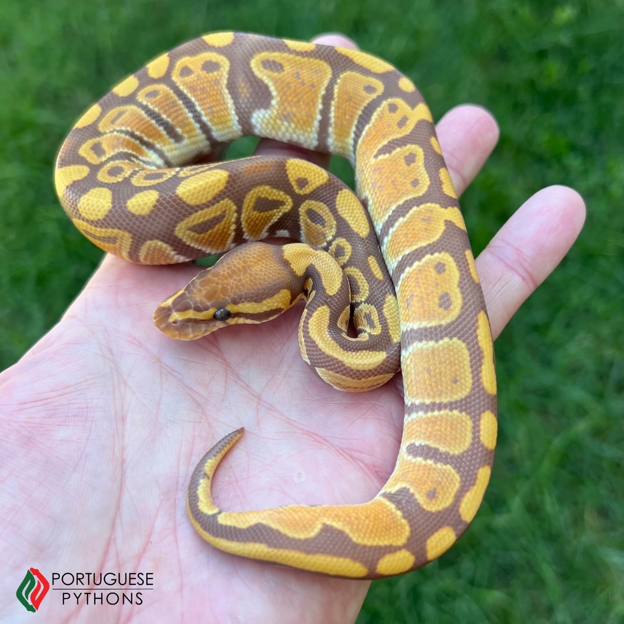 Ultramel Ball Python by Portuguese Pythons - MorphMarket