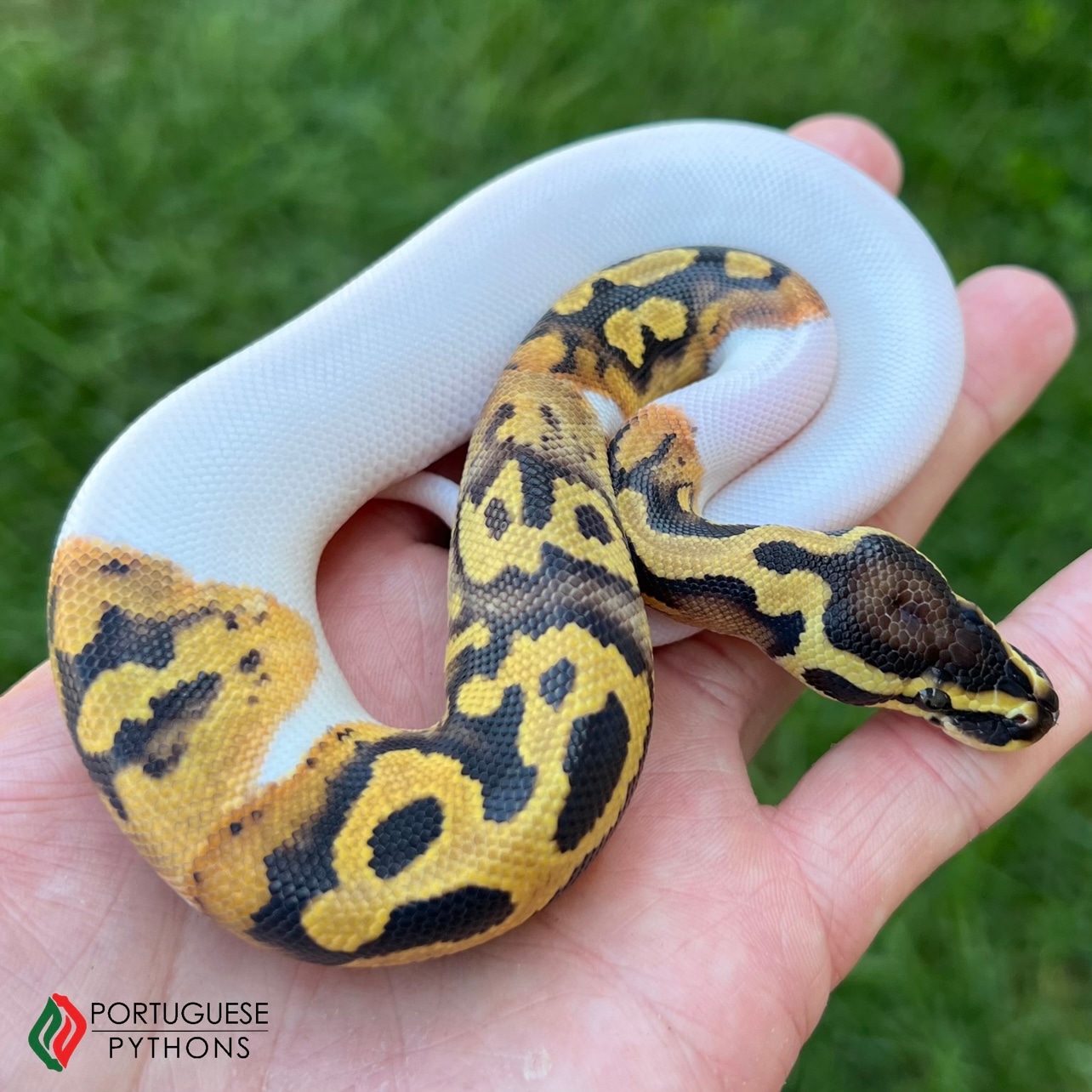 Pastel Pied Ball Python by Portuguese Pythons - MorphMarket