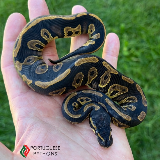 Black Head Leopard Ball Python by Portuguese Pythons