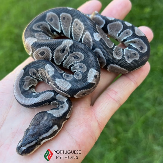 VPI Axanthic Ball Python by Portuguese Pythons