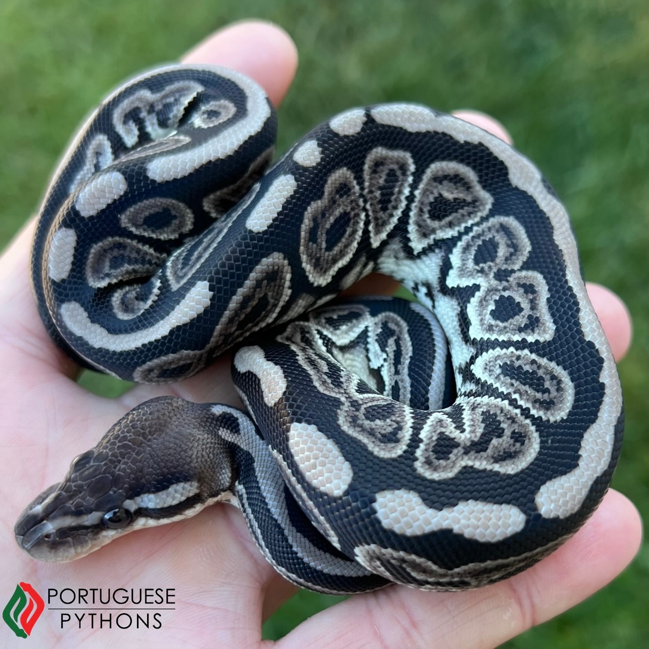 Black Pastel VPI Axanthic Ball Python by Portuguese Pythons - MorphMarket