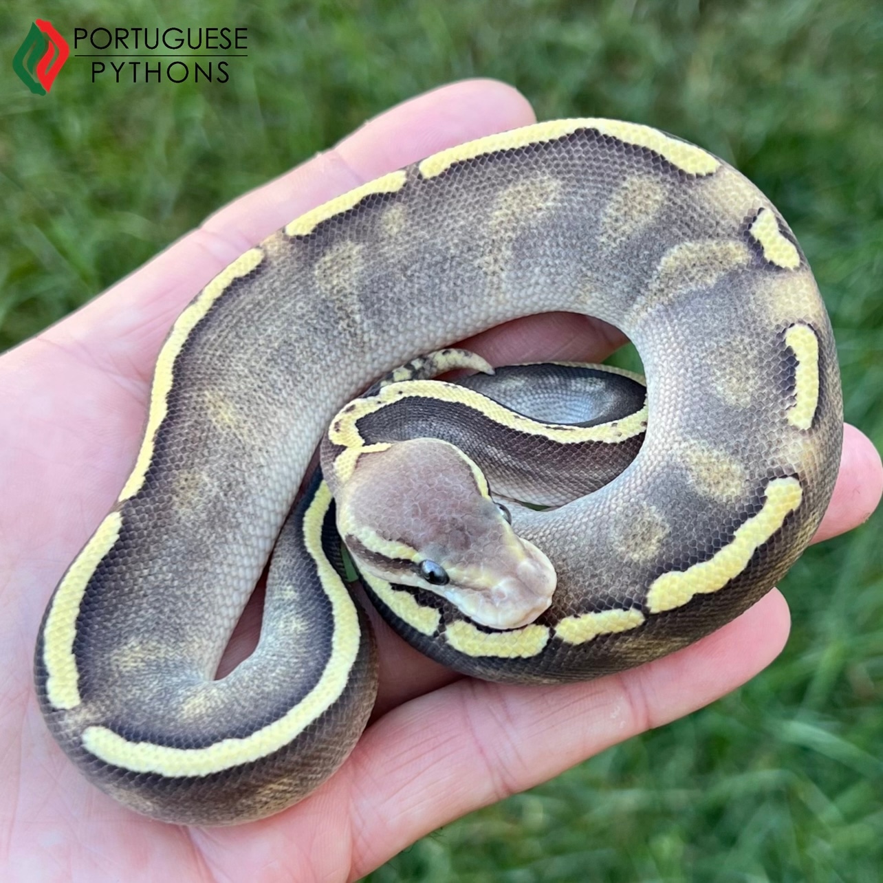 Pastel GHI Mojave Pos Super GHI Pos Het Hypo Ball Python by Portuguese ...