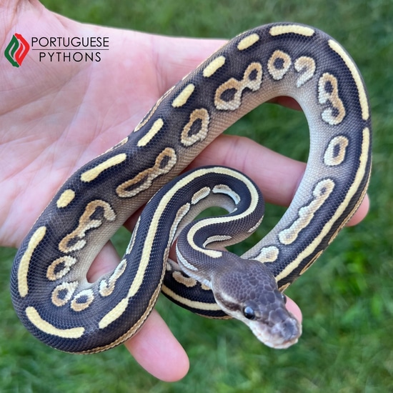 Cinnamon Mojave Ball Python by Portuguese Pythons