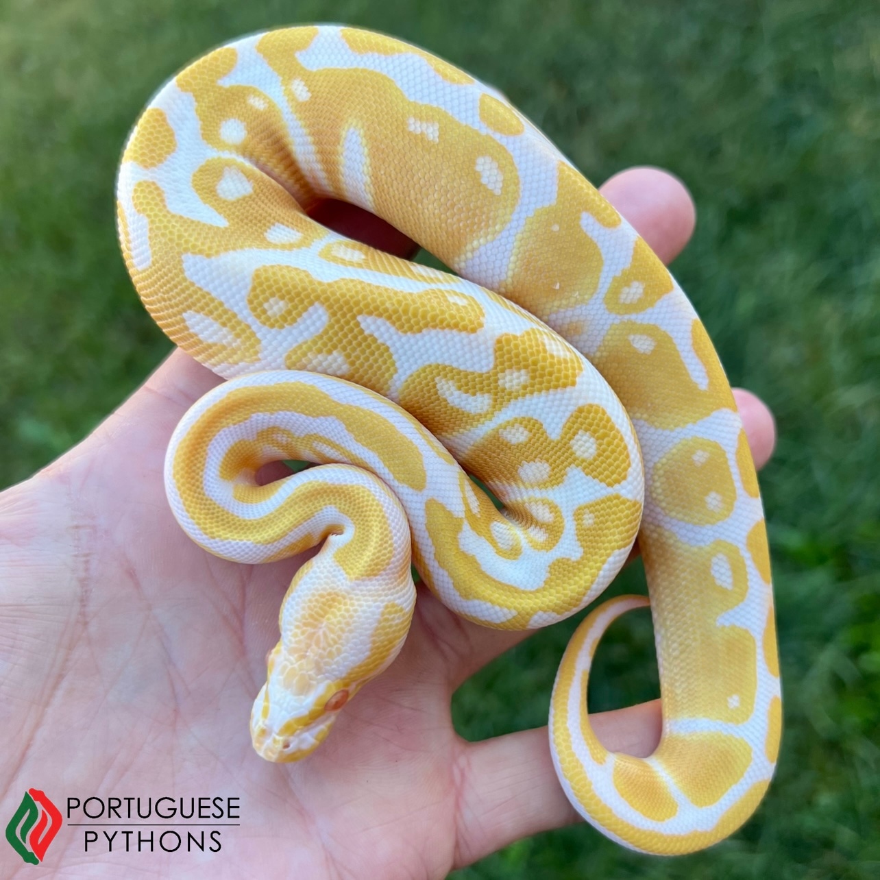 Albino Het Pied Ball Python by Portuguese Pythons - MorphMarket