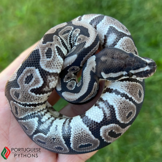 VPI Axanthic Ball Python by Portuguese Pythons