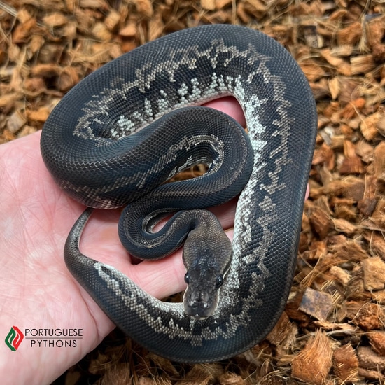 Black Head Cinnamon HRA Leopard Ball Python by Portuguese Pythons