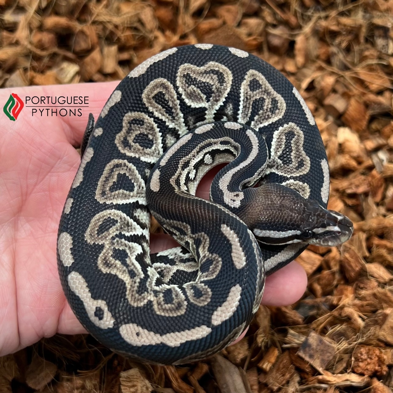 Black Pastel VPI Axanthic Ball Python by Portuguese Pythons - MorphMarket
