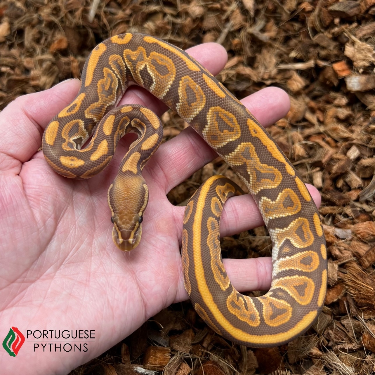 Black Pastel Ultramel Ball Python by Portuguese Pythons - MorphMarket