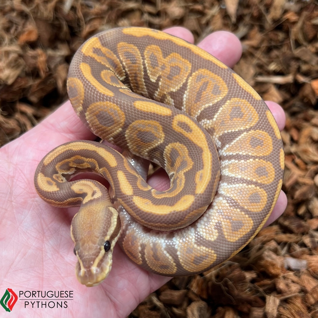 Black Pastel Ultramel Ball Python by Portuguese Pythons - MorphMarket