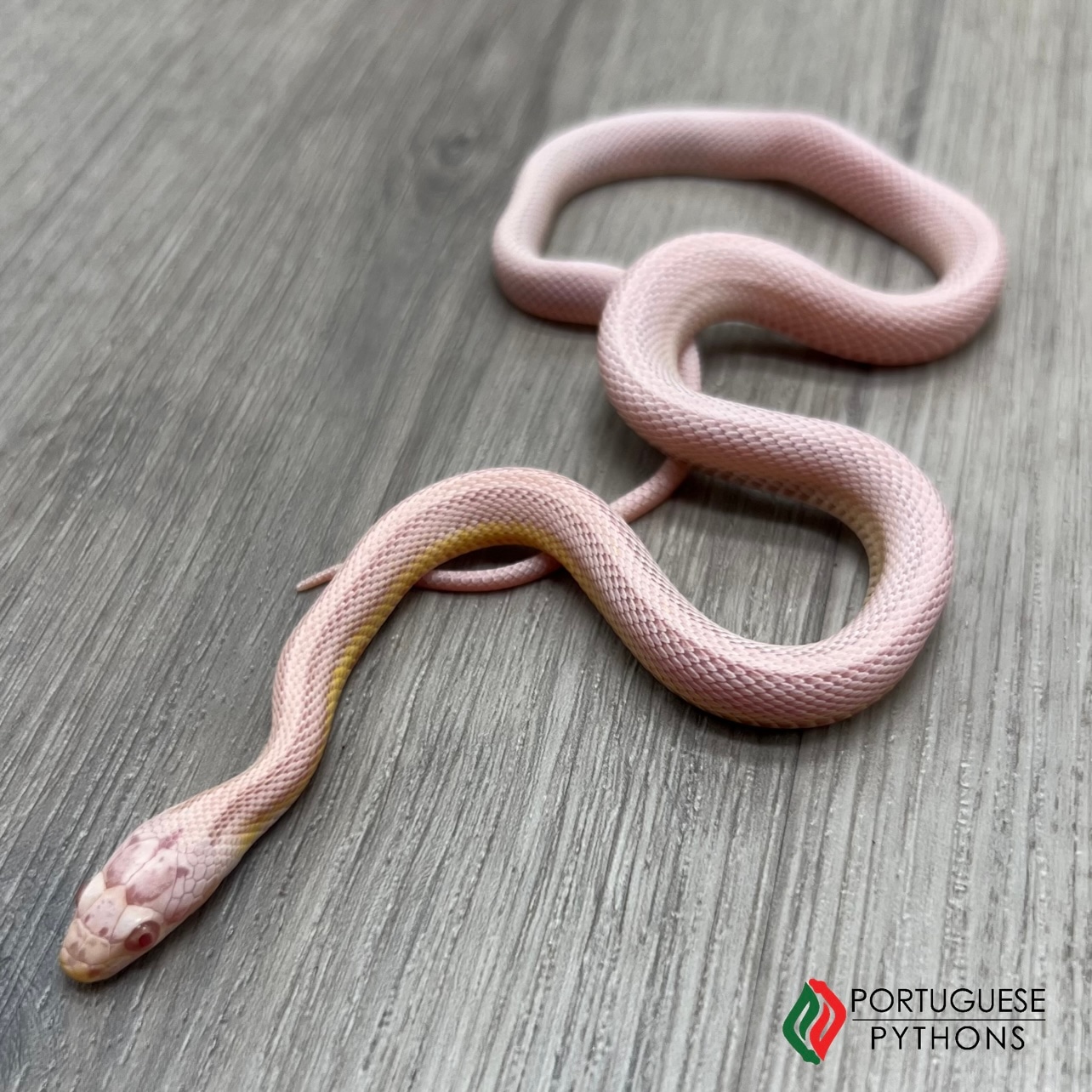 Snow Stripe Corn Snake by Portuguese Pythons - MorphMarket